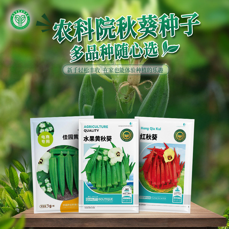 农科院秋葵种子红秋葵五角水果黄秋葵金花葵阳台庭院盆栽蔬菜籽孑