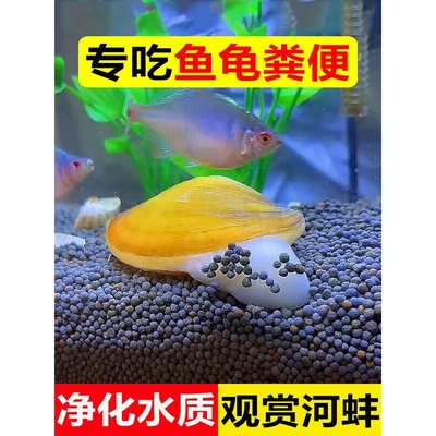 观赏黄金小河蚌鲜活体清理鱼缸净化水质黑金刚除藻大螺吃粪便淡水