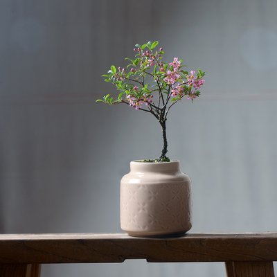 陶瓷盆栽好姬樱桃小李樱桃