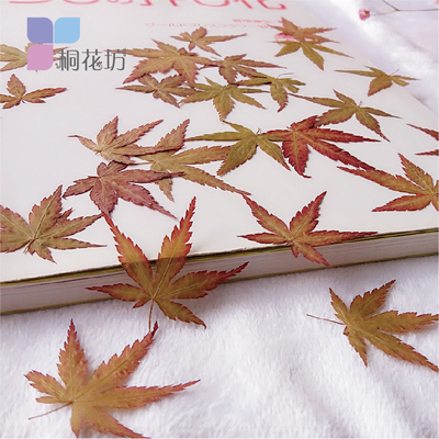 diy押花标本手工植物画枫叶