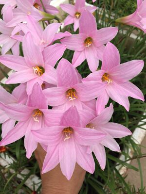 室外进口包对版风雨兰