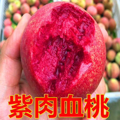 桃树苗嫁接果树苗水密桃血桃盆栽地栽南方北方种植桃树苗包邮