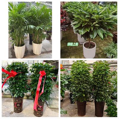 临汾市洪洞县古县安泽浮山县同城绿植花店公司开业送发财树金钱树