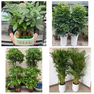 开业乔迁绿植发财树绿萝珠海香洲斗门金湾金唐南湾区同城花店配送