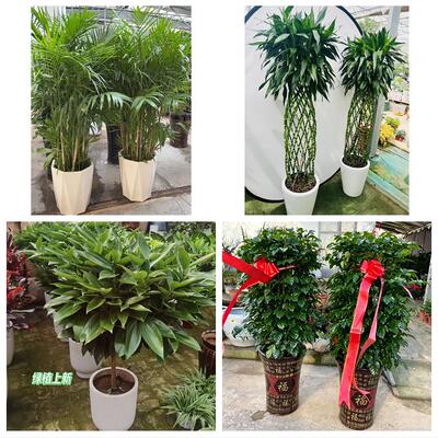 临汾市尧都区曲沃翼城襄汾县同城绿植花店公司开业送发财树金钱树
