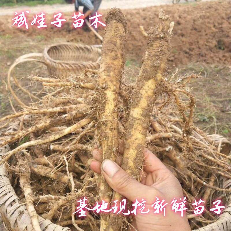 新鲜现挖板党苗党参种苗原产地直销南北方种植可食用中药材苗绿植