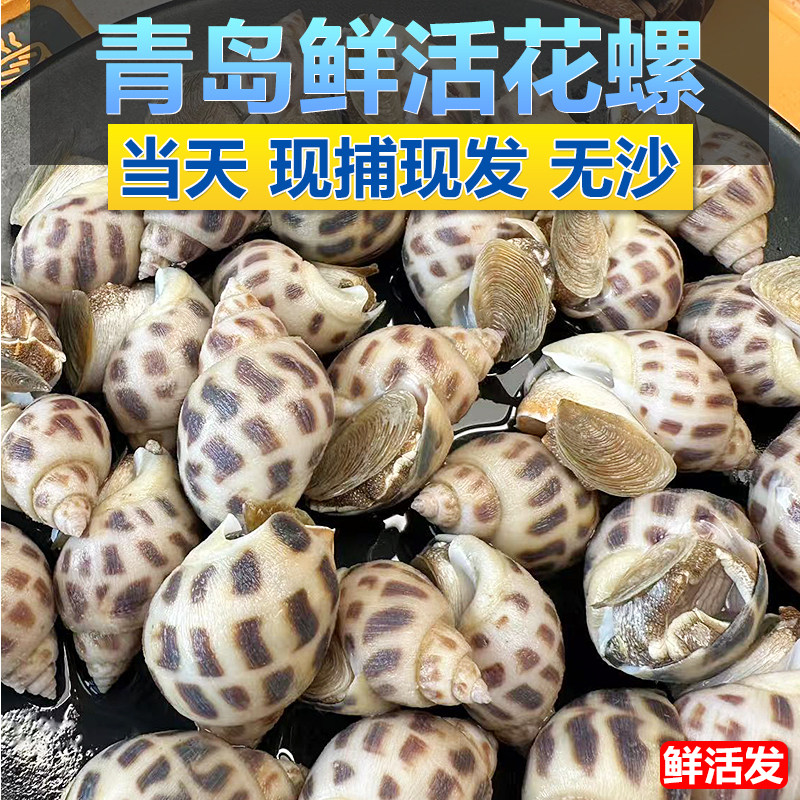 大花螺鲜活海鲜水产海螺特大号青岛新鲜活体花小螺东风螺500g