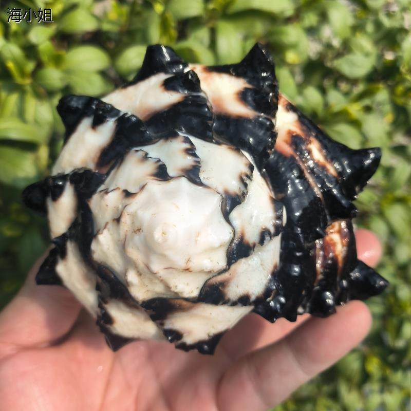 天然大海螺贝壳黑斑马骨螺美国黑骨螺水族鱼缸造景装饰创意礼品