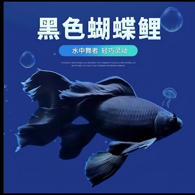 黑彗星蝴蝶鲤冷水观赏鱼大鳍大尾