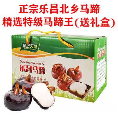 正宗乐昌北乡马蹄荸荠韶关特产新鲜水果因季脆甜多汁大果现挖生吃