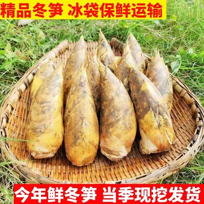 新鲜冬笋现挖现发5斤现货大冬笋