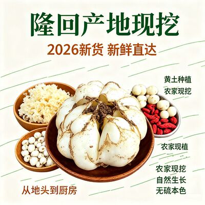 2026新货湖南隆回龙牙百合新鲜整颗现挖无硫鲜百合煲汤产地直发