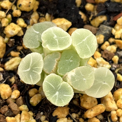 新品白锦万象锦一物一拍多肉植物瓦苇属百合科十二卷haworthia