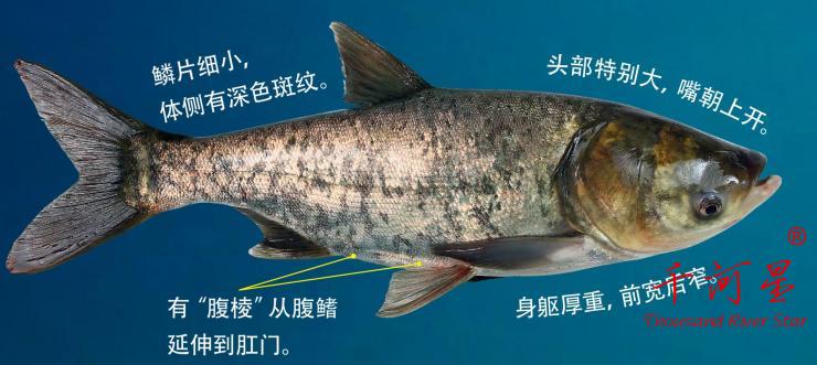 山河星生态鱼鳙鱼大头鲢黑鲢鱼九龙湖泉水胖头鱼闽三明清流土鱼