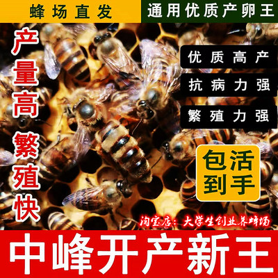 中蜂蜜蜂王种王湖南仓王纯种阿坝王双色王中蜂蜂王产卵王活体包邮