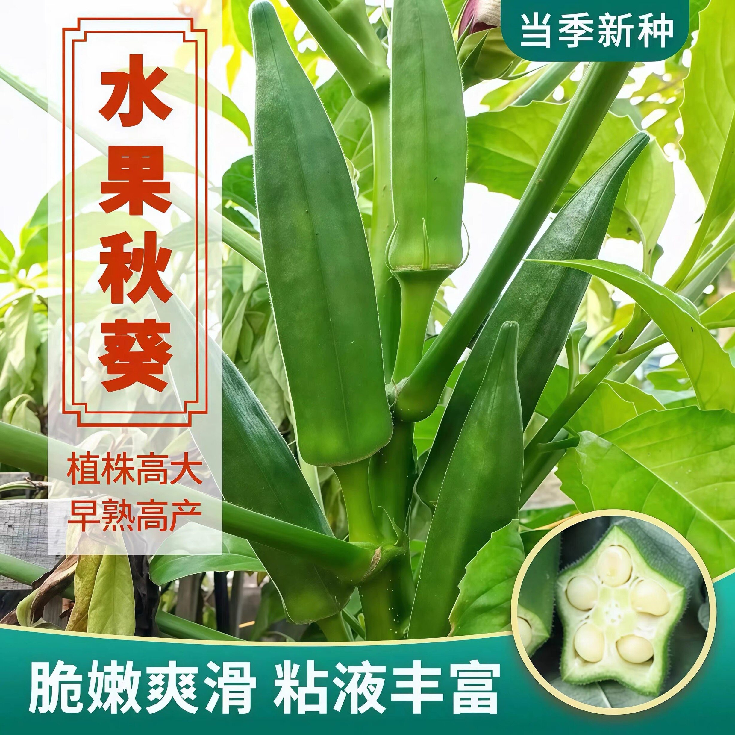 水果秋葵种籽蔬莱种子四季家庭阳台盆栽种植蔬菜籽黄秋葵红秋葵籽