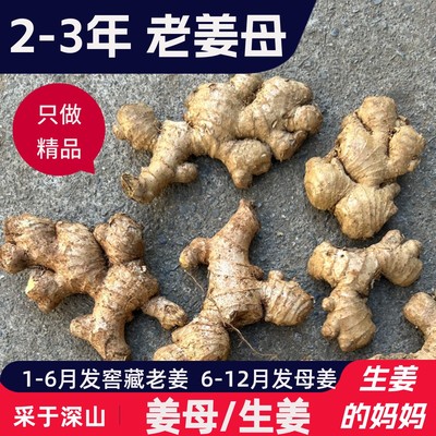 （两年母姜）贵州老品种小黄姜姜种食用种植两用生姜老黄姜