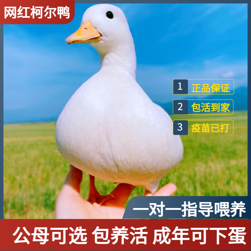 【假一赔十】荷兰纯种柯尔鸭正品赛级S级网红活宠物鸭青成年幼崽
