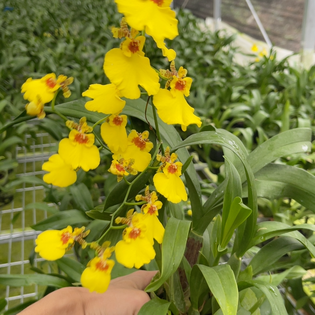 文心兰(跳舞兰蜜糖)带花剑花苞原盆发货包邮