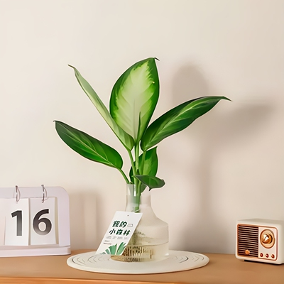 水培植物玛丽安月光万年青客厅