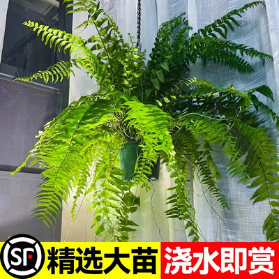 霸王蕨盆栽吊盆绿植大型蕨类