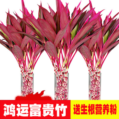 红色竹子鸿运竹红叶朱蕉竹子水养客厅摆件美观室内盆栽节节高紫竹