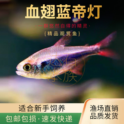 血翅蓝帝灯鱼红尾蓝帝草缸群游鱼