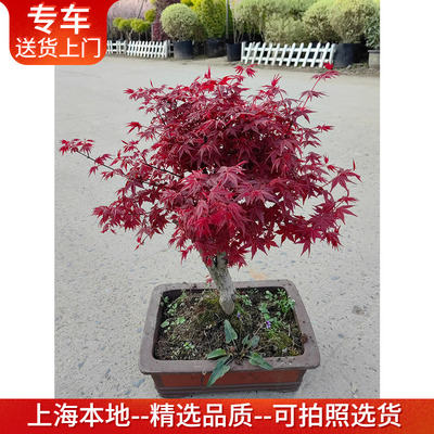老桩红枫树盆景 高档送礼盆栽 阳台窗台庭院观叶绿植红叶子植物