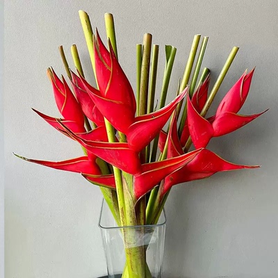 上海快递。富贵鸟1支鲜花喜庆中国红佛堂养花佳艺插花