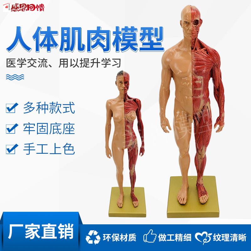 人体肌肉模型组织骨骼r骨架解剖模型医用学生教学模型用具厂家直