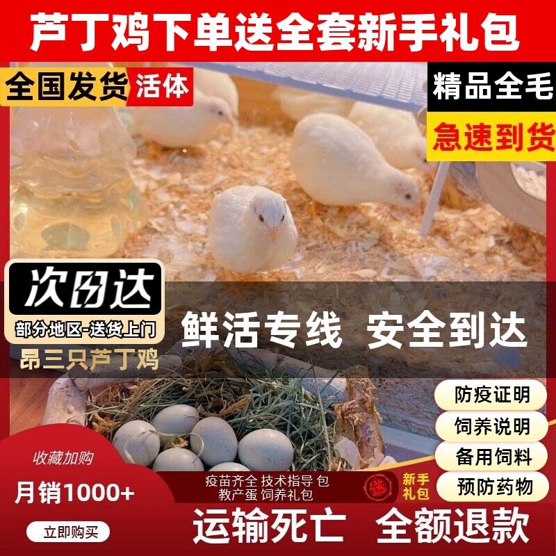 昂三只芦丁鸡活鸡40-60天青年鸡活鸡宠物鸡观赏鸡全色系宠物活鸡