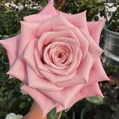 新品 甜蜜曼塔/粉曼塔 月季花苗 灌木大花阳台盆栽