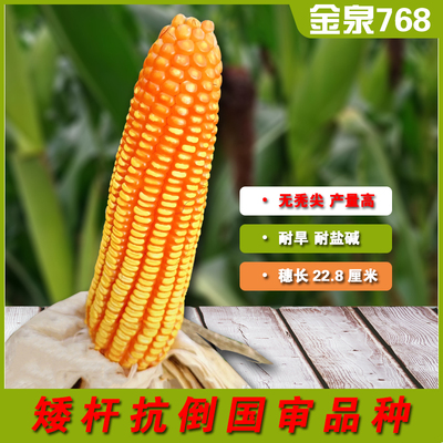 国审玉米种子大棒高产抗旱抗虫