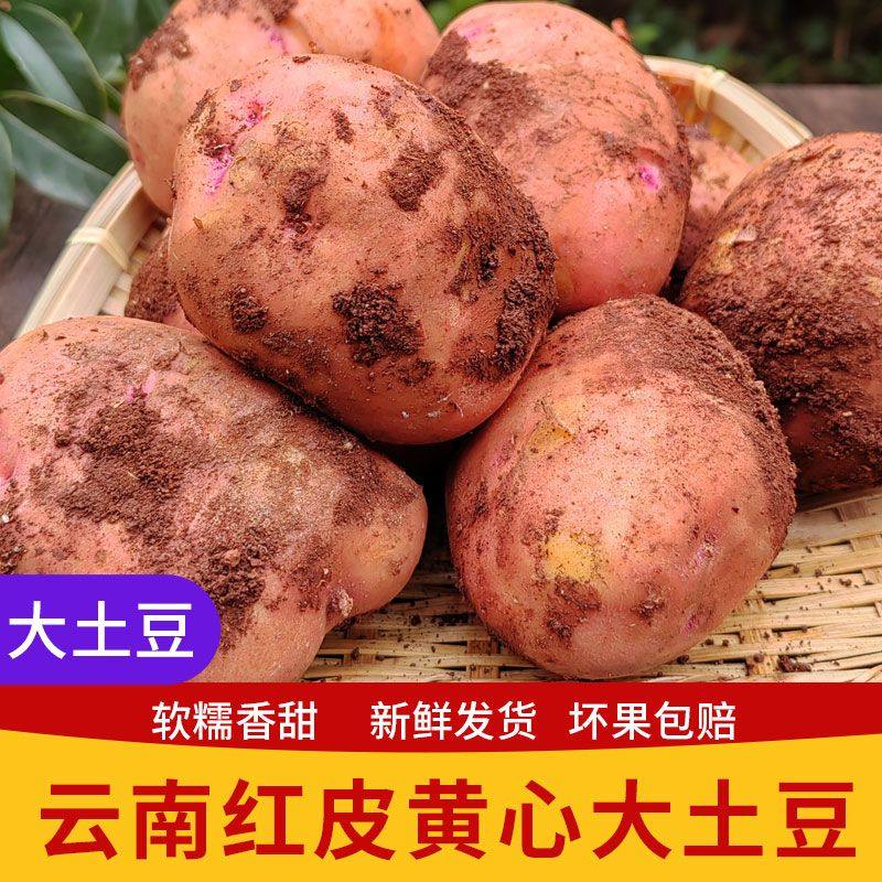 云南正宗红皮土豆农家种植新鲜现挖洋芋马铃薯蔬菜产地直销包邮