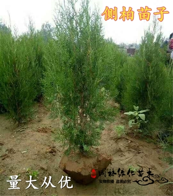 侧柏杯苗盆装墓地坟地小柏树护坡小苗速生树苗扁柏营养钵带盆幼