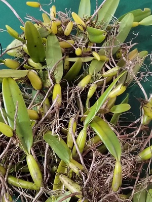 新鲜石橄榄润肺止咳野生石仙桃