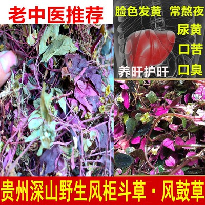 福建风柜斗草野生楮头红风鼓草