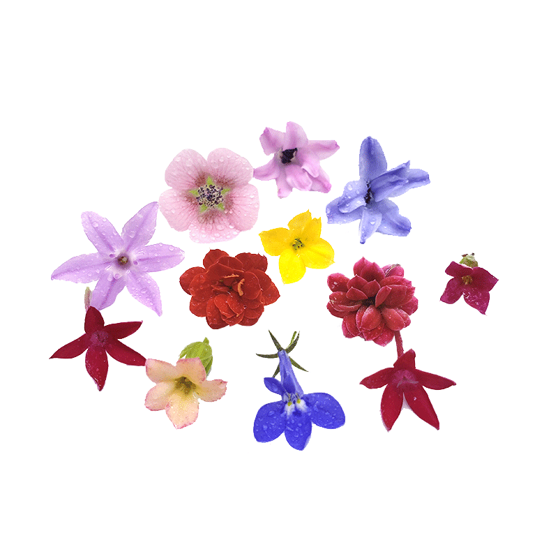 【蓝牌】新鲜混合微型西餐三色堇