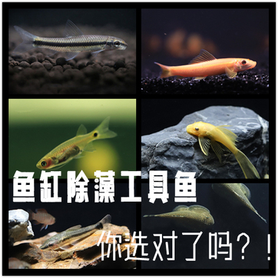 黄金大胡子鱼缸除藻工具鱼集锦