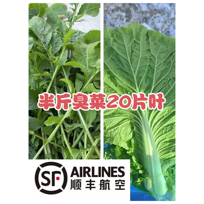 【顺丰空运】东北蘸酱菜臭菜、白菜叶套餐空运半斤臭菜，二十片叶