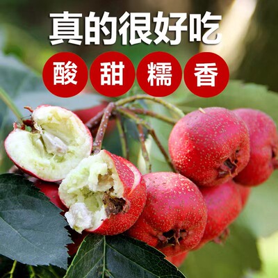 大五棱冰糖葫芦专用果坏了包赔