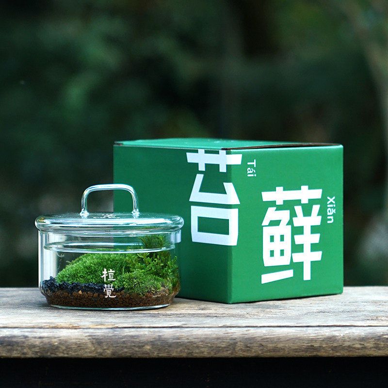 植觉 | 圆 顺丰发货 | 苔藓微景观创意盆景桌面装饰植物青苔鲜活