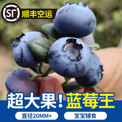 顺丰空运攀枝花L25蓝莓当季新鲜超大果国产花香蓝莓现摘现发
