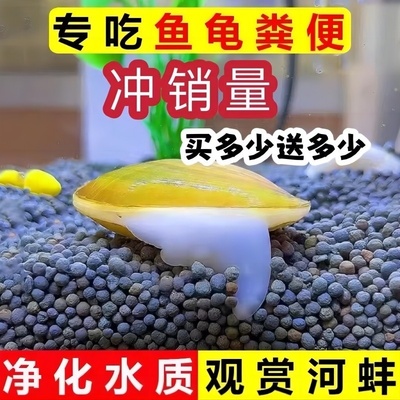 鱼龟粪便净水河蚌除鱼屎鳑鲏繁殖大河蚌小黄金蚌除粪便除绿水