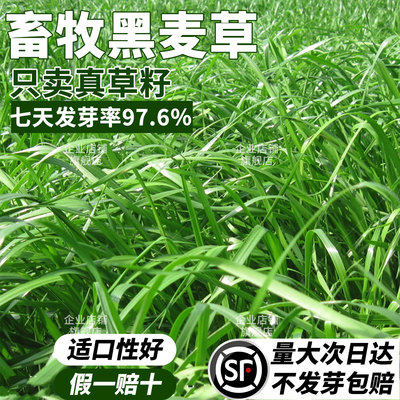 黑麦草种籽高蛋白畜高产型牧养殖耐寒耐旱多年生草籽四季牧草种子