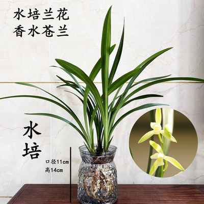 兰花苗水培兰花四季兰