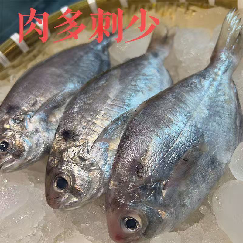 新鲜深海海捕速冻野生肉鲳鱼水产海鱼平鱼鲜活刺鲳鱼肉鱼冷冻水产