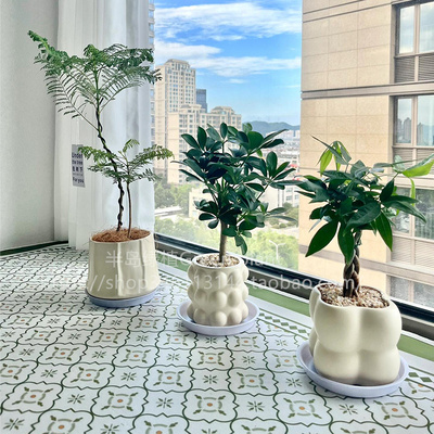 蓝花楹室内护养净化空气