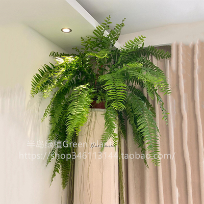 大型绿植/成品组合盆栽霸王蕨