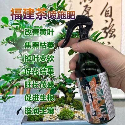 福建茶树专用肥料防叶子蔫软叶黄掉叶枯营养液促长叶开花结果肥料